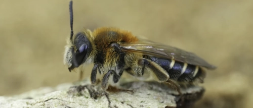 Ground Bee Identification | Identification & Life Cycle | Western ...