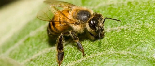 Types of bee species | Western Exterminator