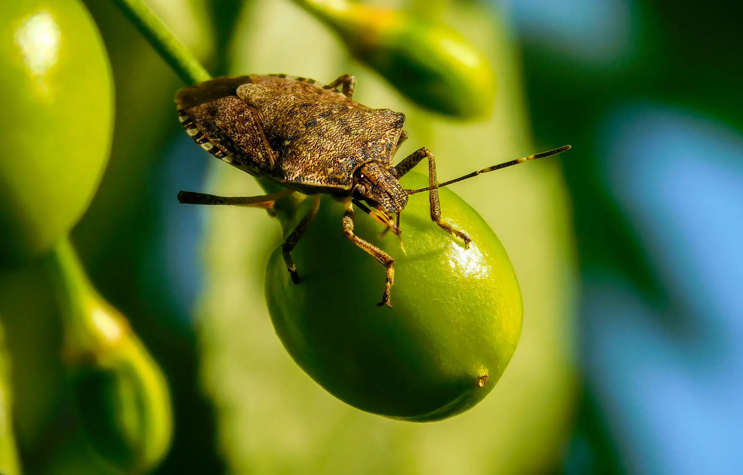 Brown Marmorated Stink Bug: Bites, Smell and Control