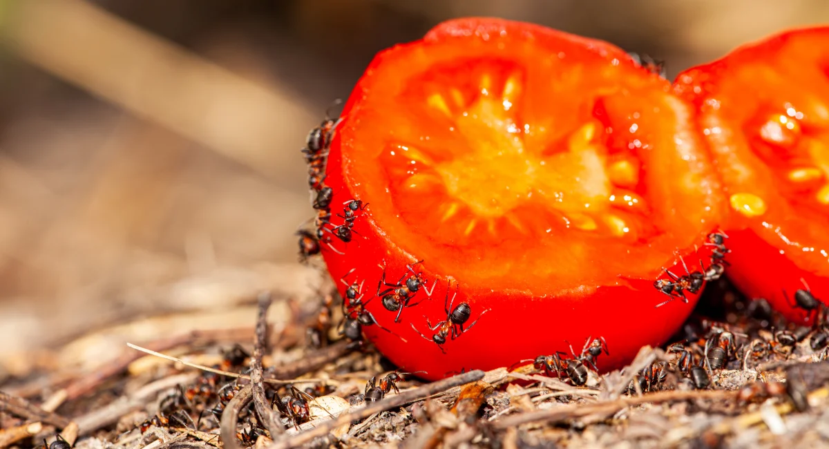Pavement Ant Control | How to Get Rid of Pavement Ants
